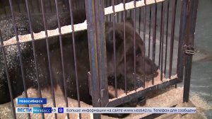 В деле о зверском отношении артистов цирка к медведям появились новые повороты сюжета