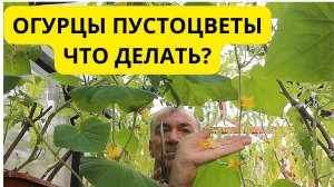 Огурцы-пустоцветы: проверенные способы спасти урожай!