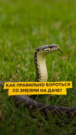 Как правильно бороться со змеями на даче?