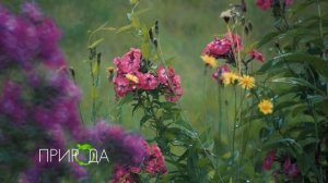 Флокс, Phlox