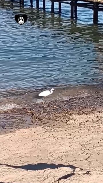 Цапля