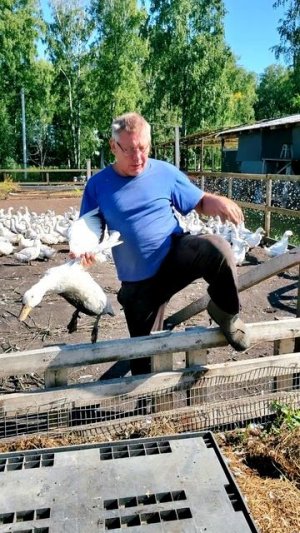 Как я ловлю уток — сейчас и 3 года назад🦆🐕