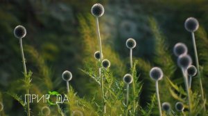 Мордовник, Echinops