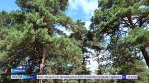 Рубить нельзя оставить: в Рудничном бору Кемерова прошёл брифинг
