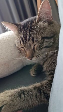 Котик отдыхает