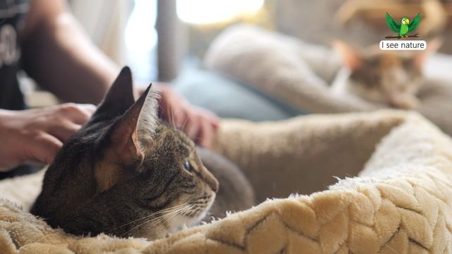 Почему кошки боятся воды?