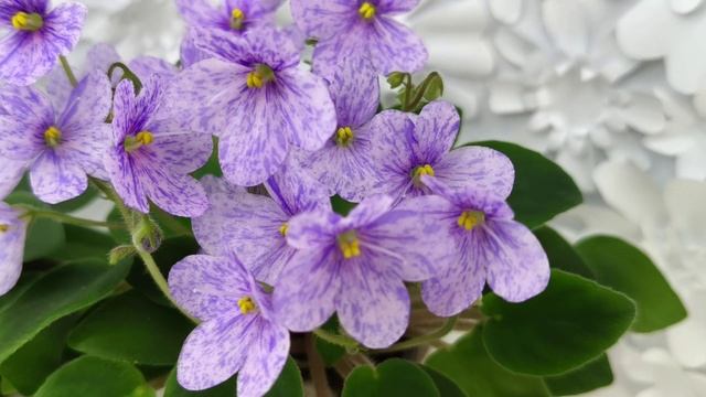 Фиалки трейлеры ГЕА-Весёлый Клоун спорт и сорт