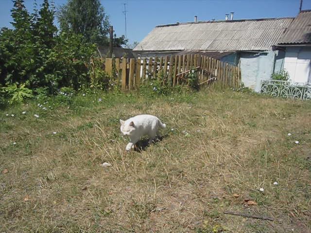 Белый кот.