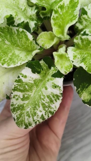 Фиалка КНН-Крокус химерный спорт по листу