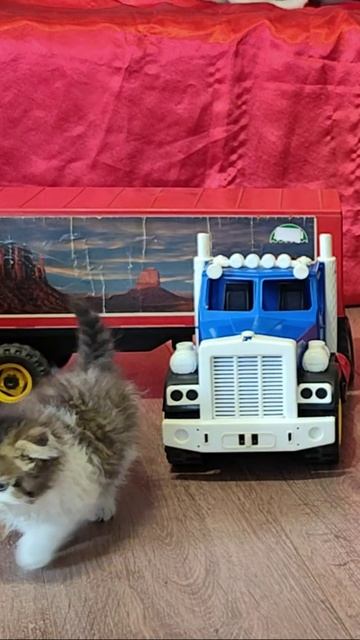 КОТЯТА. Котёнок вылезает из детского грузовика. #шорты