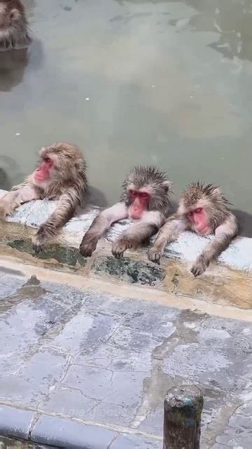 Япония, остров Хонсю. Обезьяний парк Джигокудани.