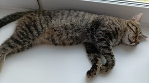 Кот работал, кот устал