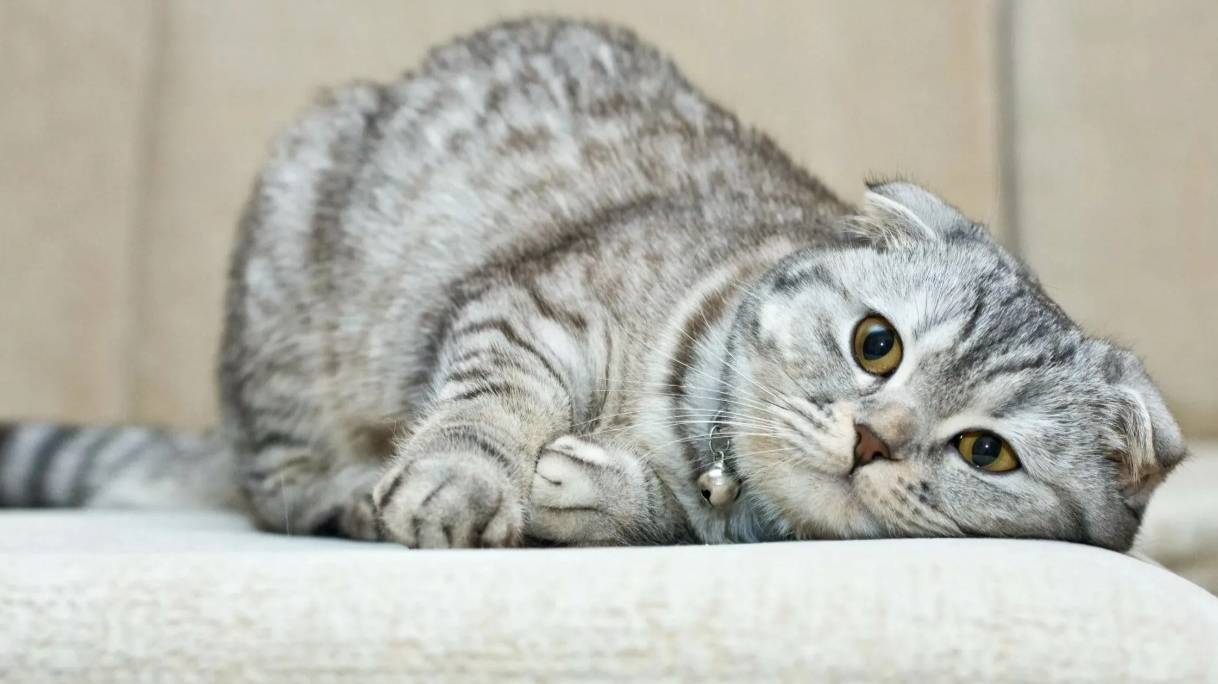 КОТЭ
Выбрасываем не нужное.. и нужное тоже)