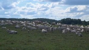 Племенные быки и коровы шароле