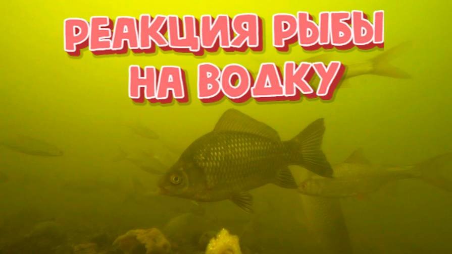 Реакция рыбы на Водку (подводная съемка)