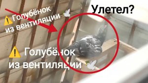 ⚠️Птенец из вентиляции. Улетел? 🕊️