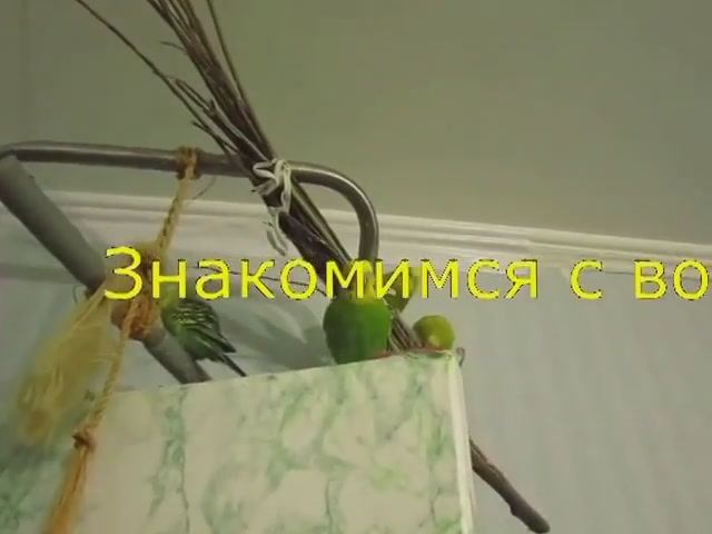 Марго, Гоша, Гера, Кеша: Знакомство с нашей стайкой волнистиков!