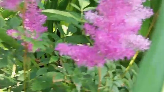 Сад – это маленькая вселенная.