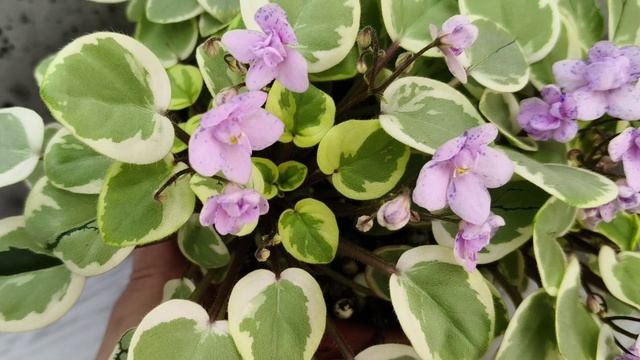 Фиалка химера Жемчужный Восторг