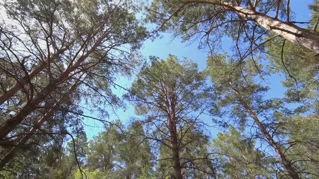 Уральск. Ханская роща. Место силы.