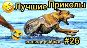 Самые смешные видео с животными №26.😂 Лучшие приколы коты и собаки. 😆 Смеялся до слез. 🤣