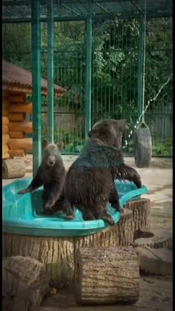 Итоги сбора "Потапке на кашку" 🐻🍼#медведи #благотворительность