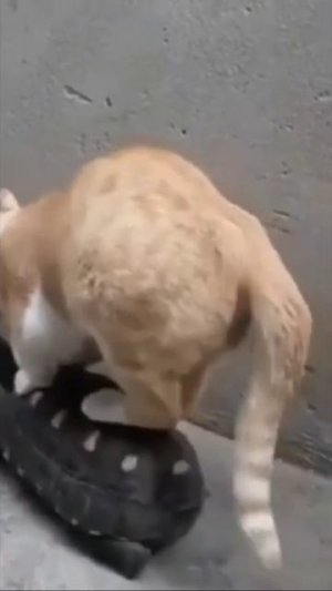 Удивительные животные #сезонконтентаRUTUBE