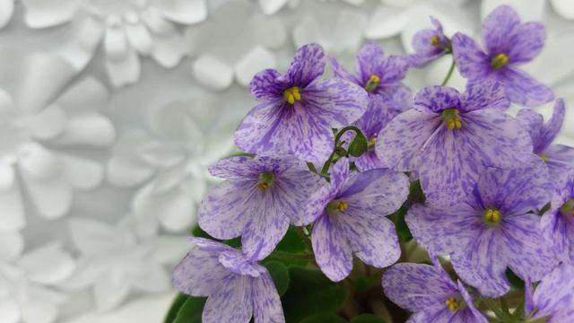 Фиалка трейлер ГЕА-Весёлый Клоун