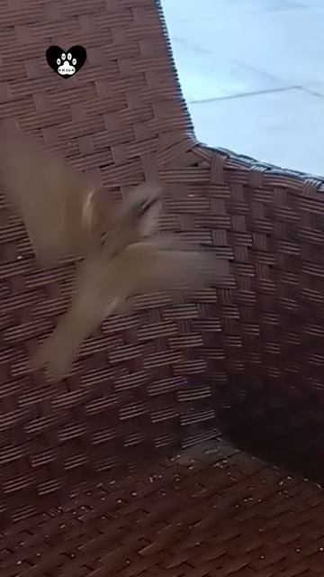 Воробей