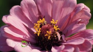 Цинния,  Zinnia