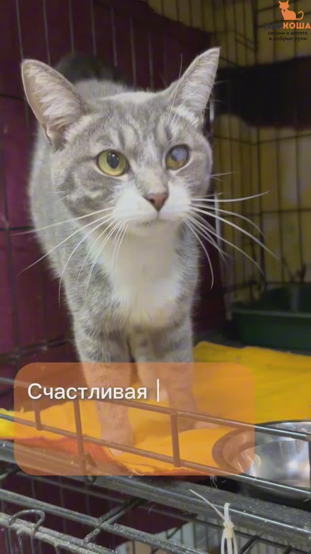 Кантри ждёт вас в приюте #Муркоша