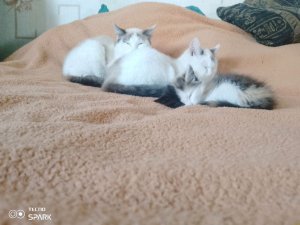 пппп