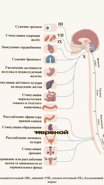 ПОЧЕМУ КРУЖИТСЯ ГОЛОВА ПРИ РЕЗКОМ ПОДЪЕМЕ?