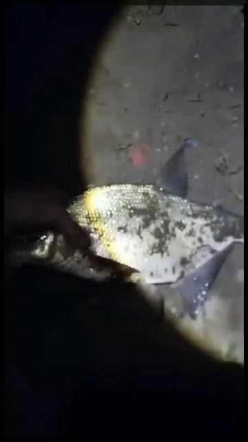 🐟 Самый здоровенный! 😄 👍