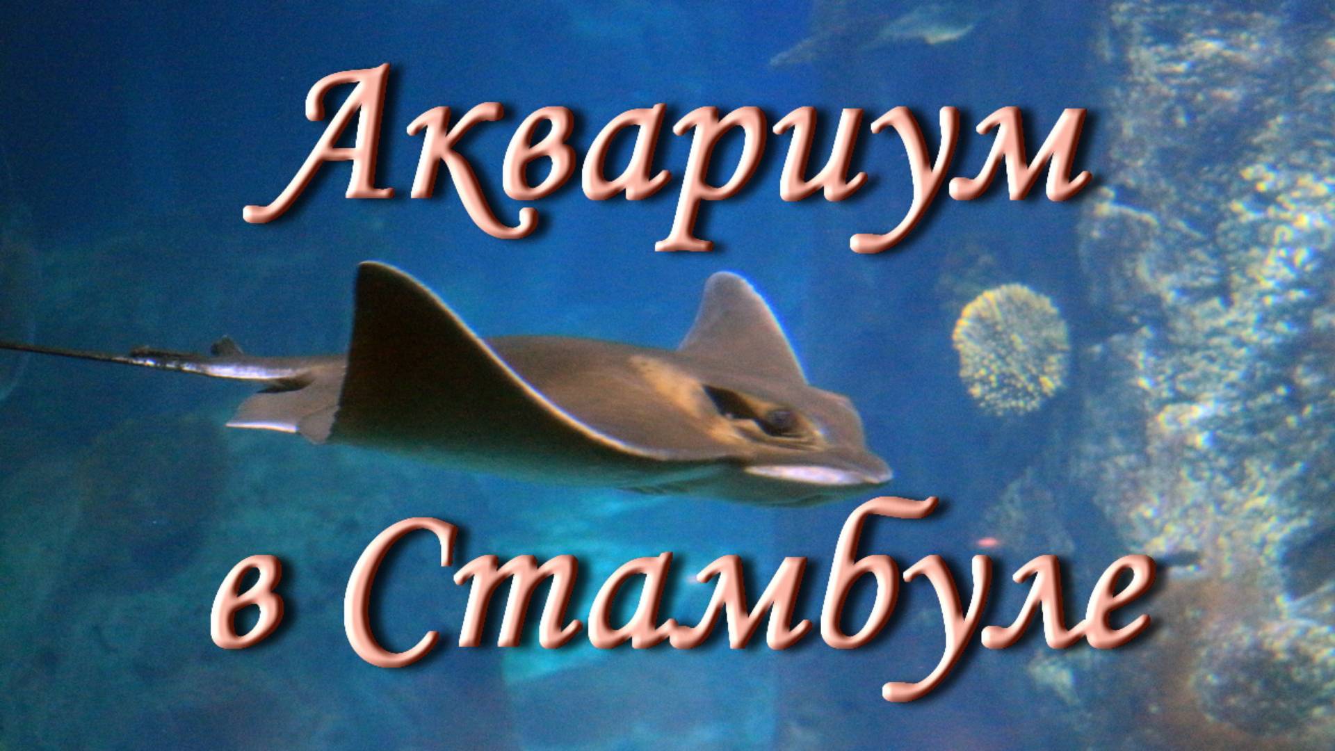 Аквариум в Стамбуле / Aquarium in Istanbul /  Relax
