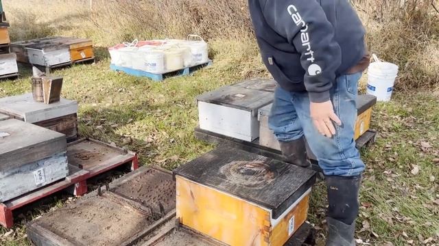 Летние безрасплодные и расплодные отводки в ноябре на промышленной пасеке Фила Фелдхуса