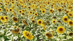 Подсолнухи 🌻🌻🌻