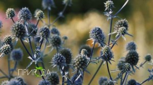 Синеголовник, Eryngium bourgatii