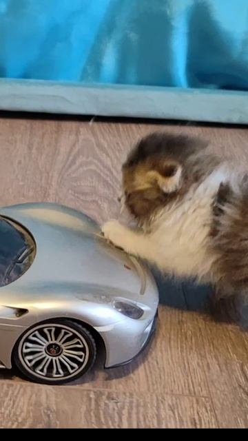 КОТЯТА. Котёнок толкает машину. #шорты