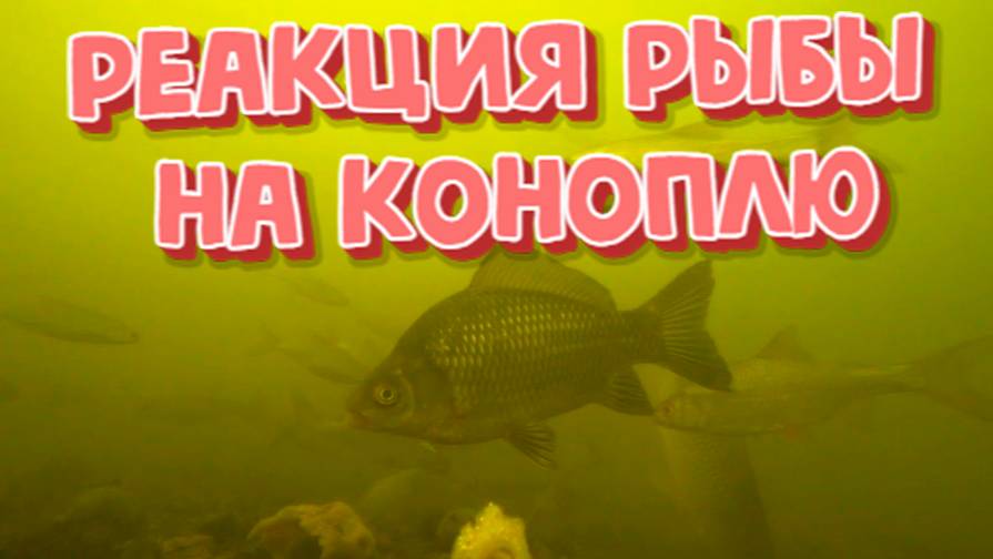 Реакция рыбы на Коноплю ( подводная съемка)