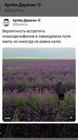 Кошко-дельфины в Лавандовом море