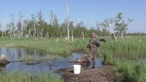 Надубасили 30 кг рыбы с коряжника на болоте!!! Тайга, сибирь, лужа 30 см кишит рыбой!!