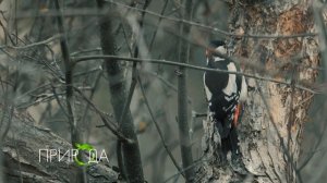 Дятел, Picidae