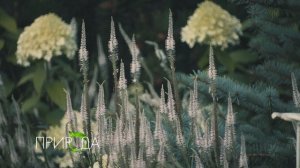 Эремурус, Eremurus robustus