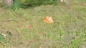 За сеном по посёлку на коне 🐎🐱🦮