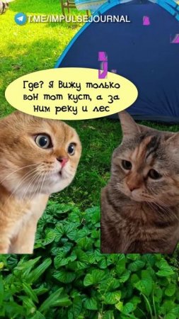 Следи за палаткой  (Мяукаем в телеграм Импульс Журнал 👉 @impulsejournal ) #пустьговорят #коты