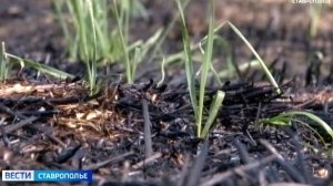 Из-за жары на Ставрополье сохраняется чрезвычайная пожароопасность