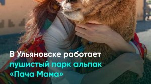 В Ульяновске работает пушистый парк альпак «Пача Мама»