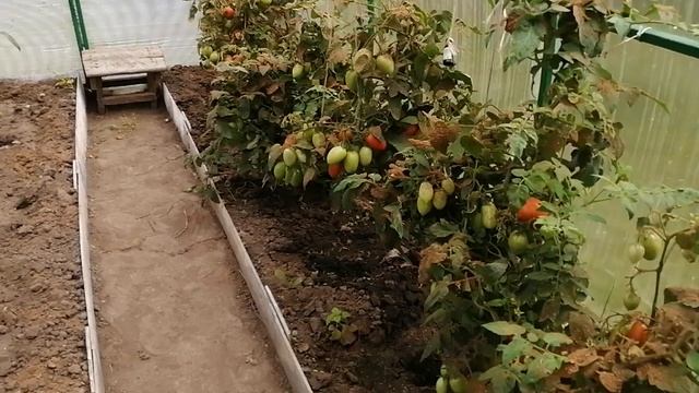 Отличный результат обработки табачной пылью от белокрылки