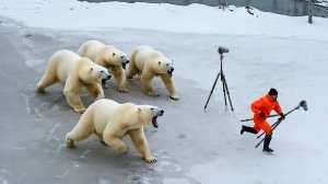 ДИКИЕ ЖИВОТНЫЕ УДИВИЛИ ФОТОГРАФОВ НЕОЖИДАННЫМ ОБРАЗОМ
